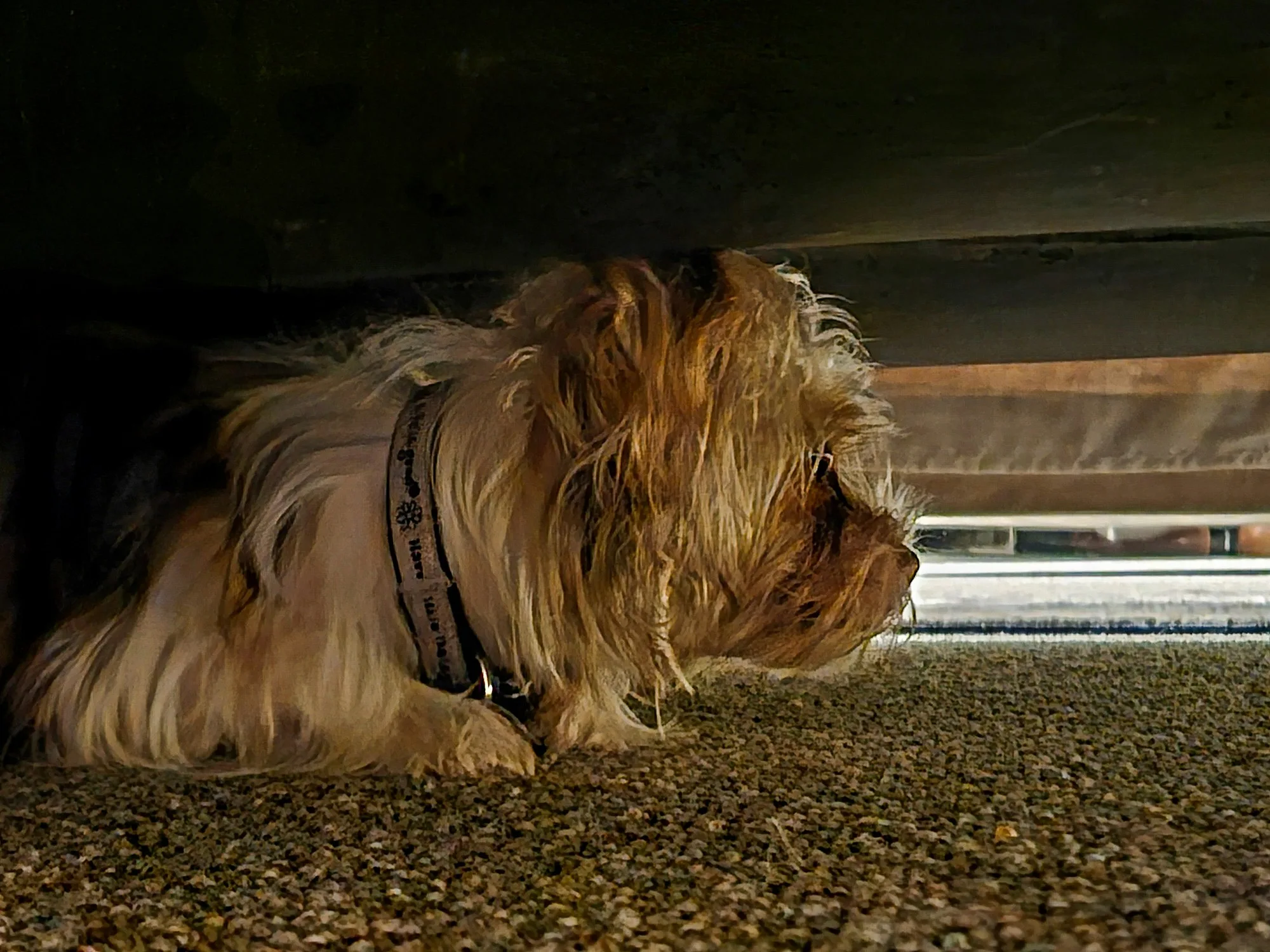 Diferencias entre Estrés y Ansiedad Canina