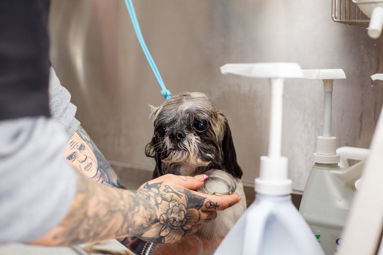 Cómo Bañar a mi Perro en Casa: Guía de Peluquería Canina